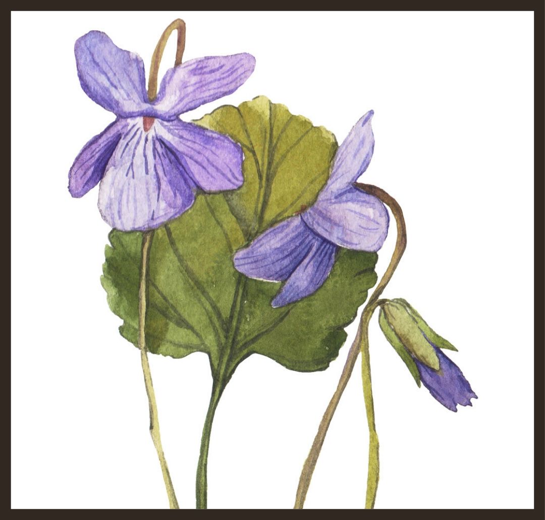 Woodstock NY Pollinator Pathway – Creating essential habitat in our ...